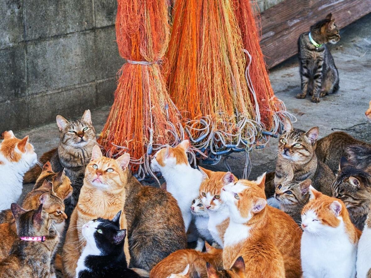 Cat Island: One of a series of magical islands occupied by animals - iNEWS
