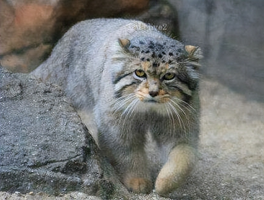 Who is the cat saint who has not evolved for five million years and ...