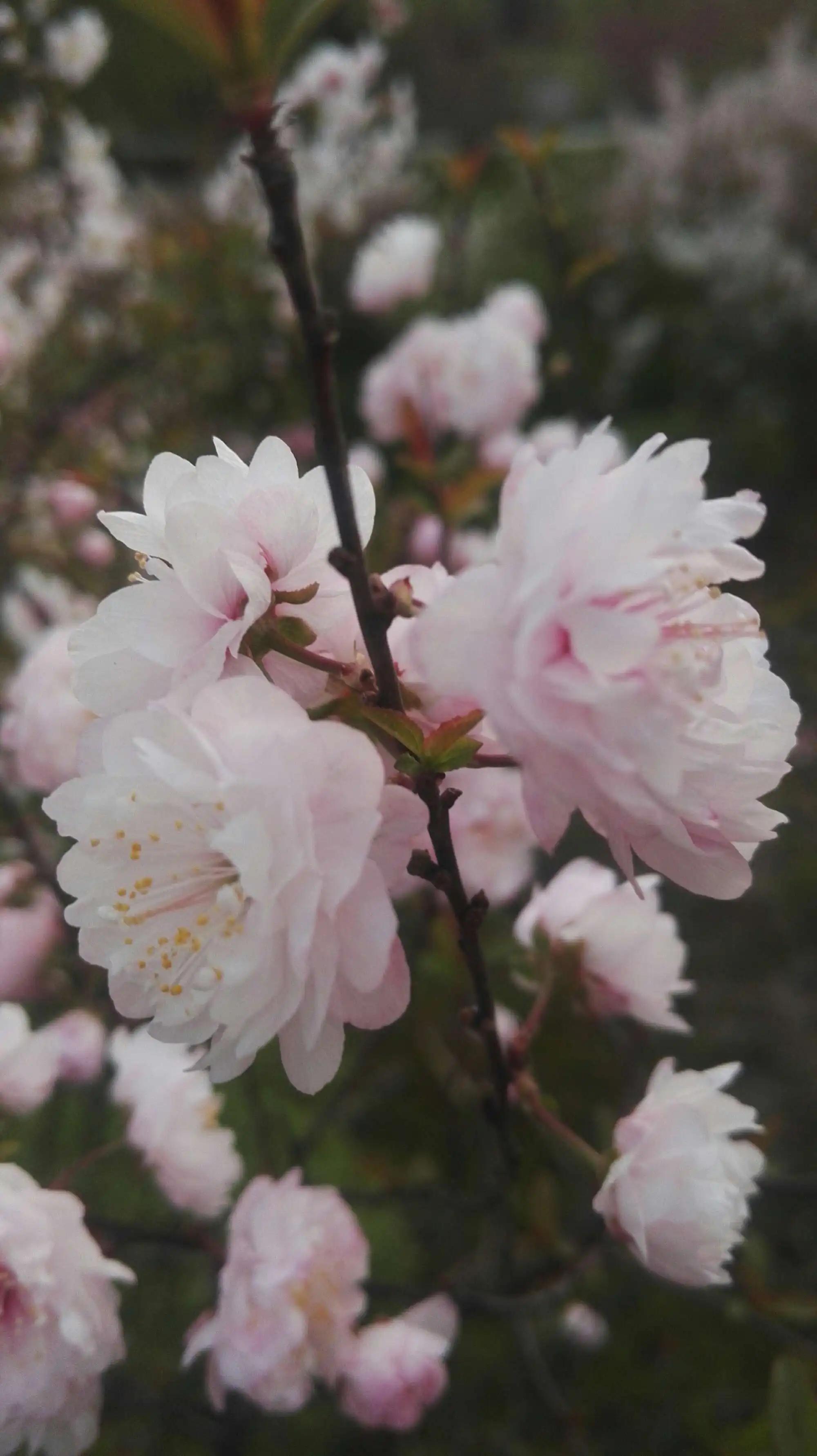 "Hundred Flowers Collection" (563) - iNEWS