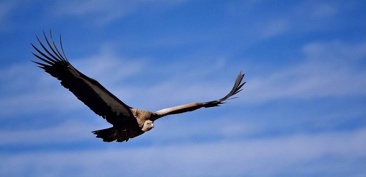 Flying for 5 hours without flapping its wings, the largest living bird ...