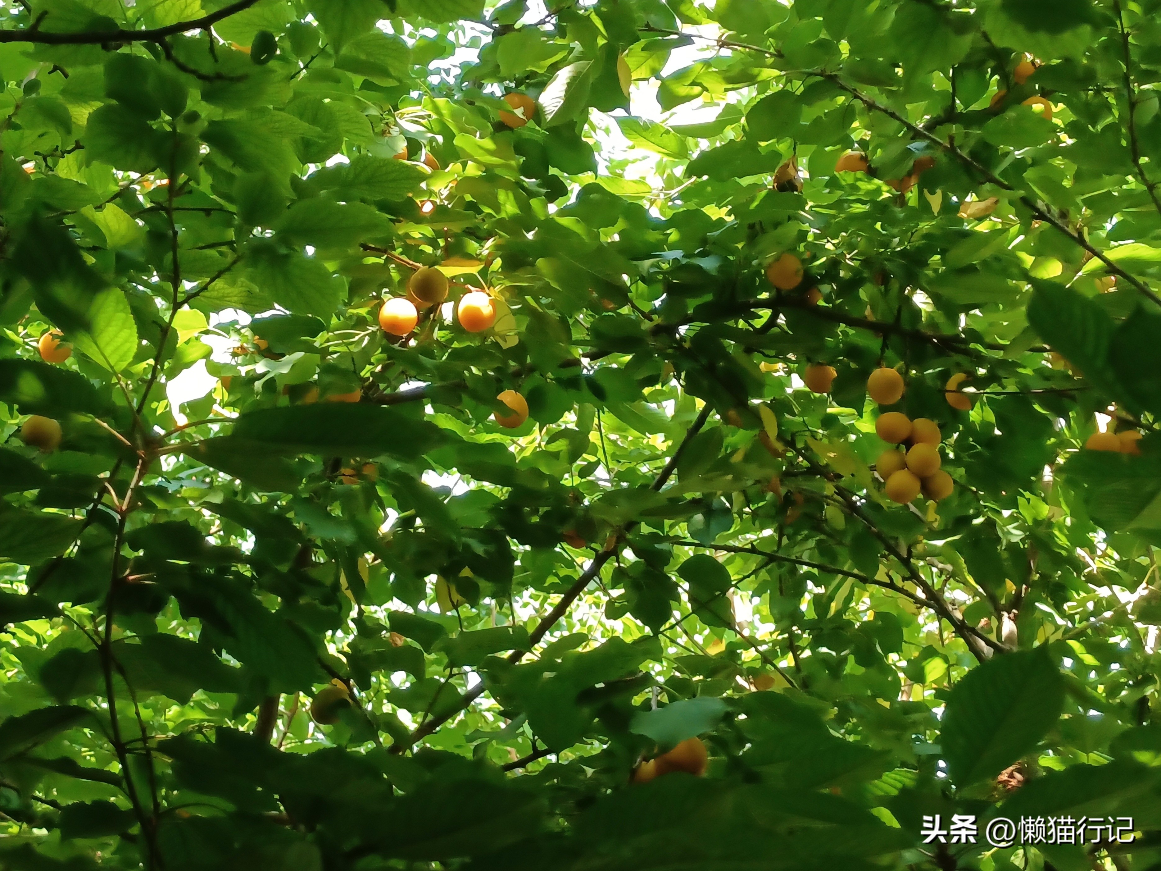 Hami apricots in the capital are just as sweet - iNEWS