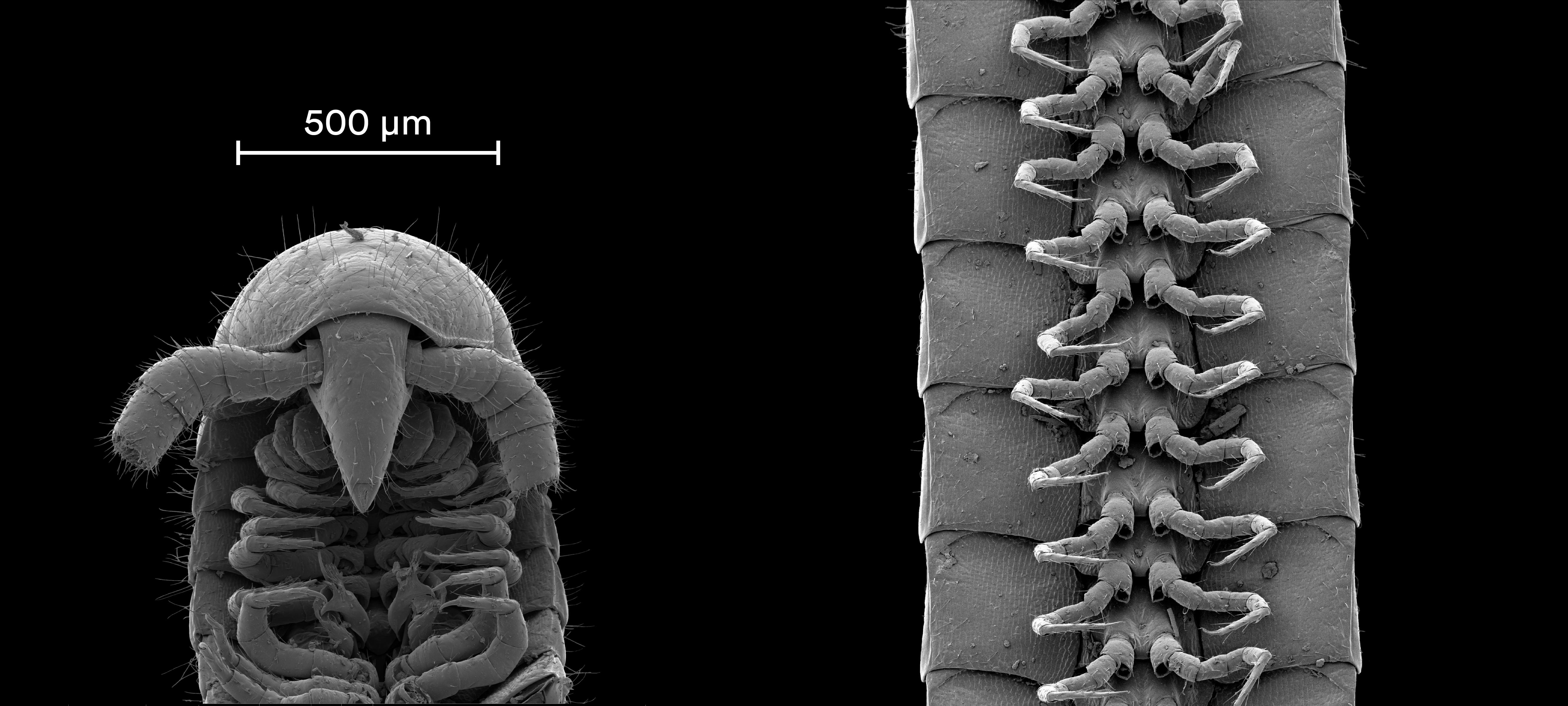 Newly discovered millipede breaks world record with 1,306 legs - iMedia