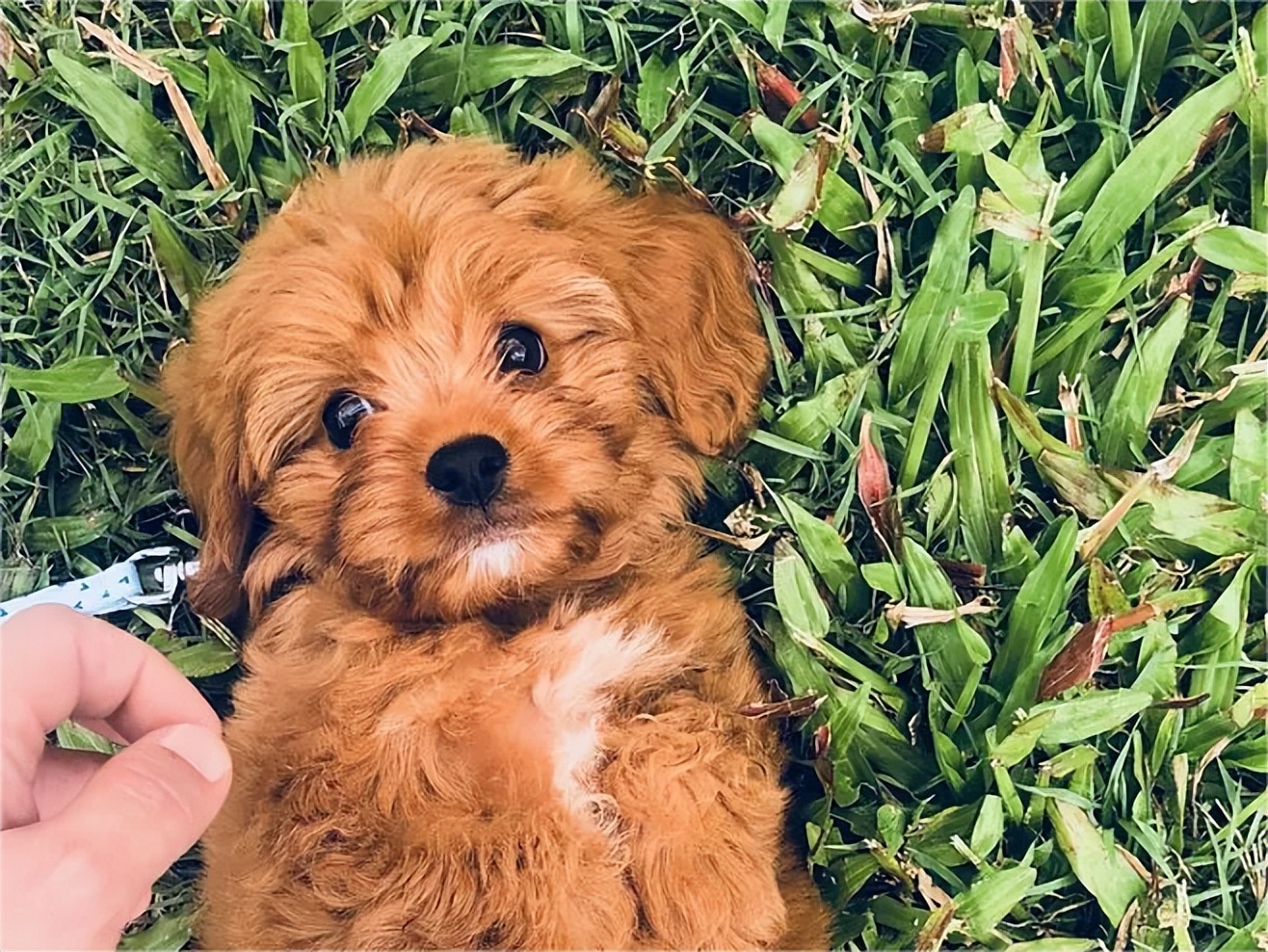 Pointe pet medicine science popularization: what are the types of dog ...