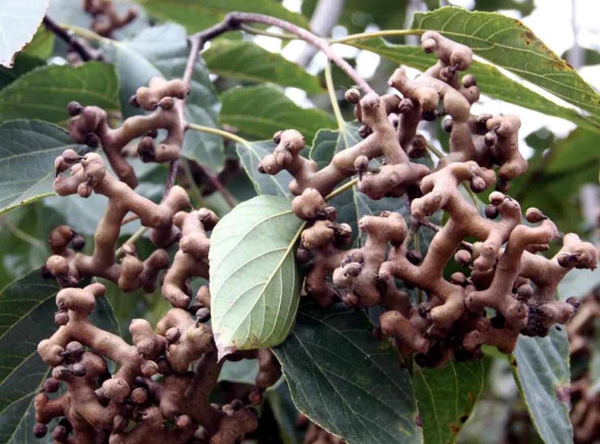 It grows by the stream and is called "Wanzi Pear". It was once ...