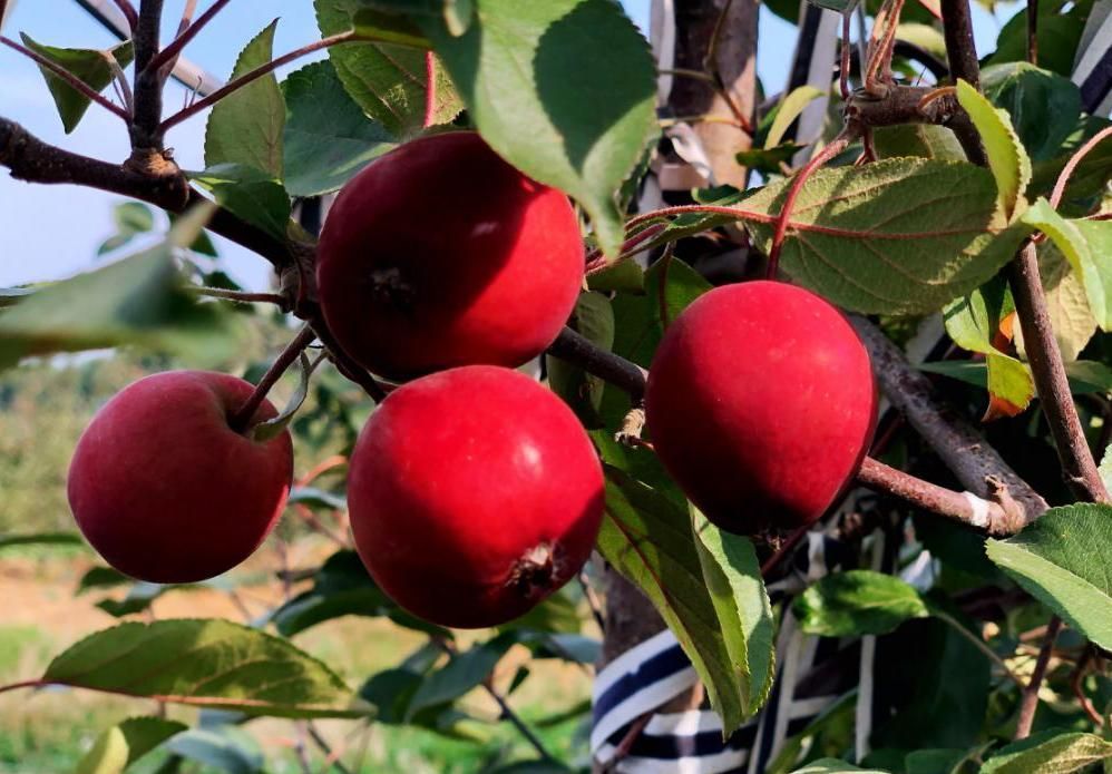 The 2023 Skyfall Purple MSI Appears!Red Lucky Debuts… - iNEWS