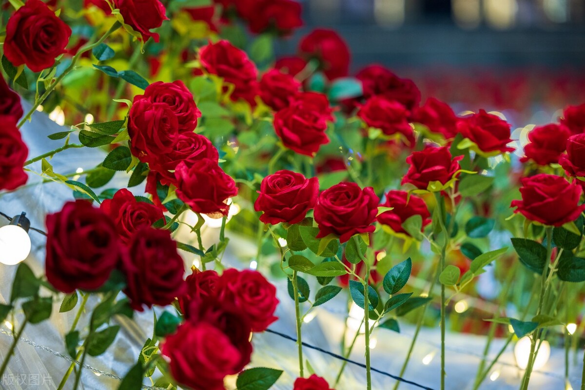 Chinese Valentine's Day - iNEWS