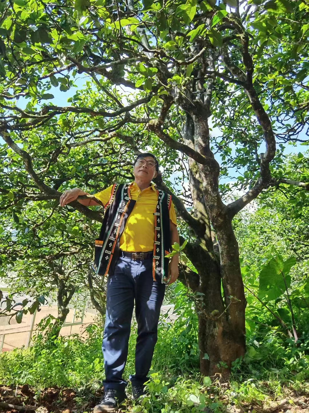 Shuangjiang tea tastes tea rhyme and fragrance Lincang "Yawei Festival ...