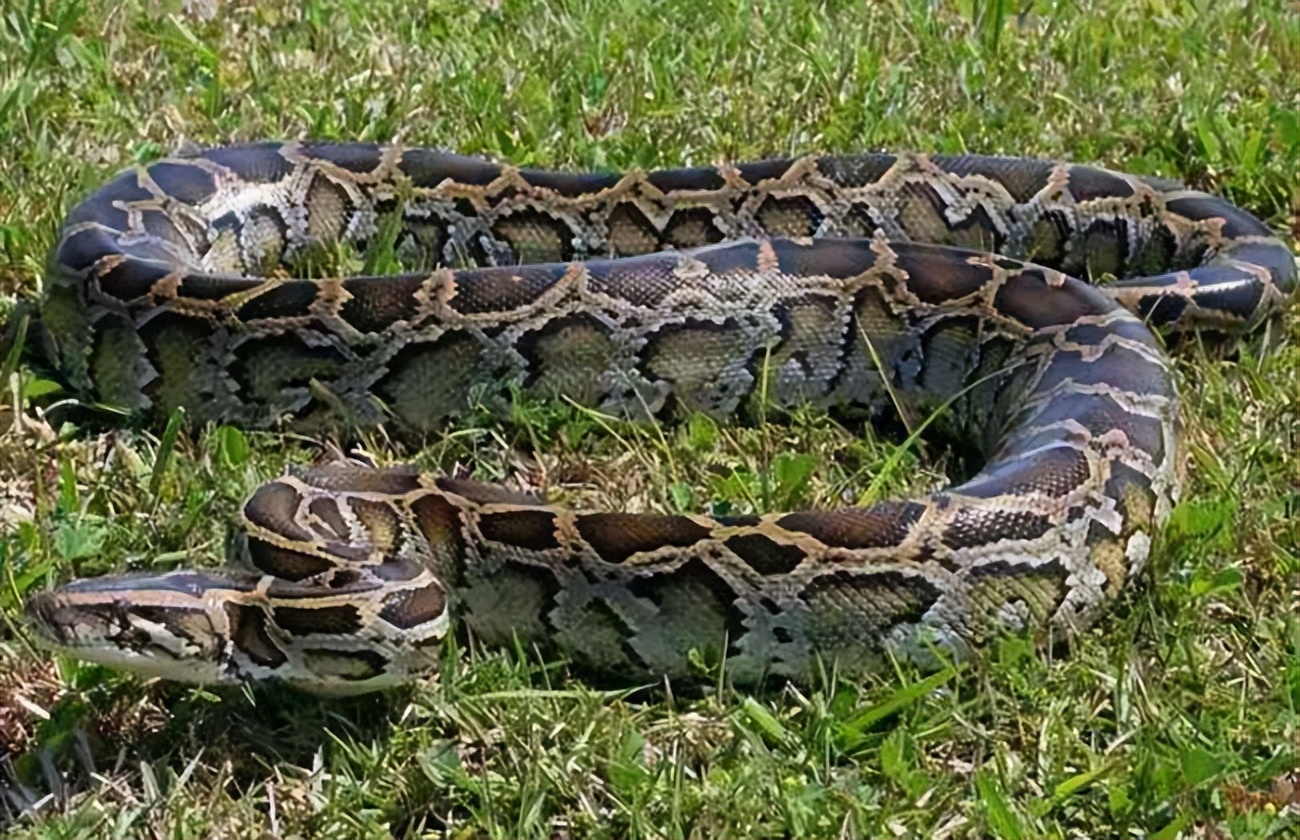 Indian reticulated python, non-venomous, but killing people - iNEWS