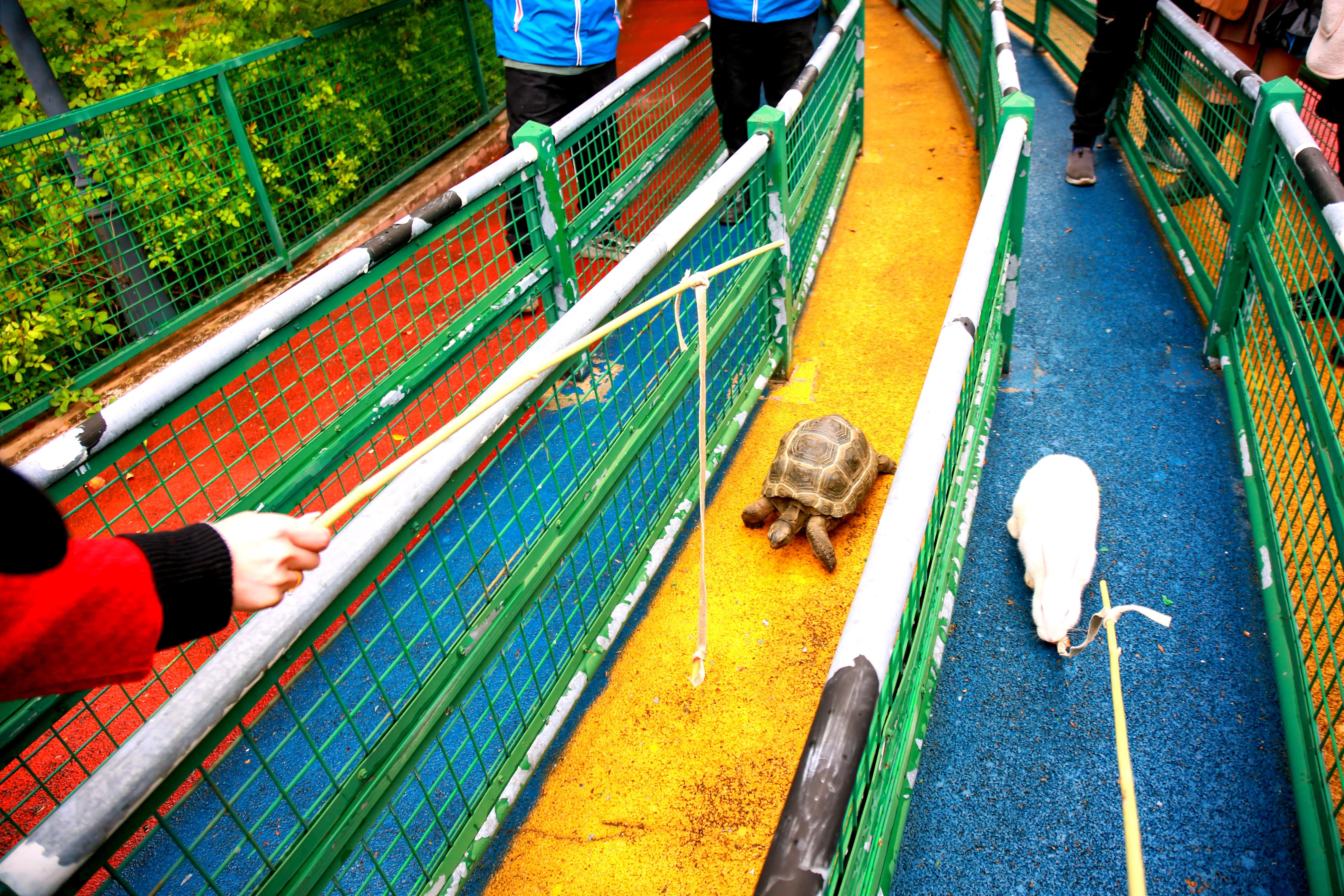 Wuxi Zoo: Spring Carnival - iMedia