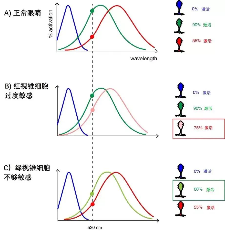 The Mystery of the Eye: The Peak Shift of Photoreceptor Cells from the ...