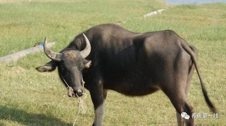 Meet yellow spicy diced and oxtail fish - iMedia