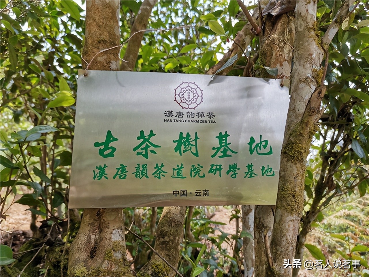 Xie Xiangbin, Founder of Han and Tang Yun Zen Tea: Zen Tea Calligraphy ...