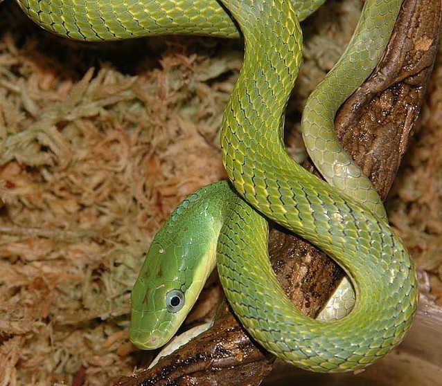 Top ten non-venomous snakes in the world - iNEWS