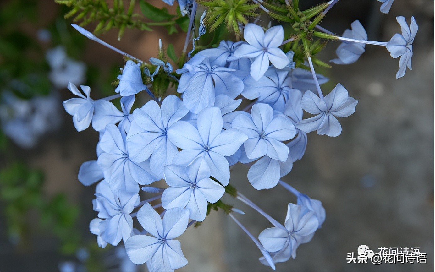 6 kinds of "blossom machines" that "beautiful in the sun" keep 1 pot at ...