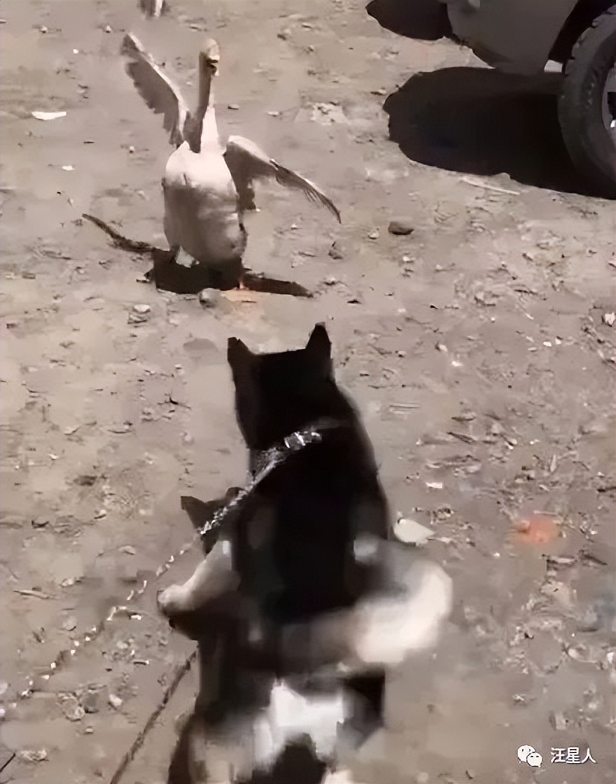 Huskies provoked the big goose in the countryside, and the next second ...