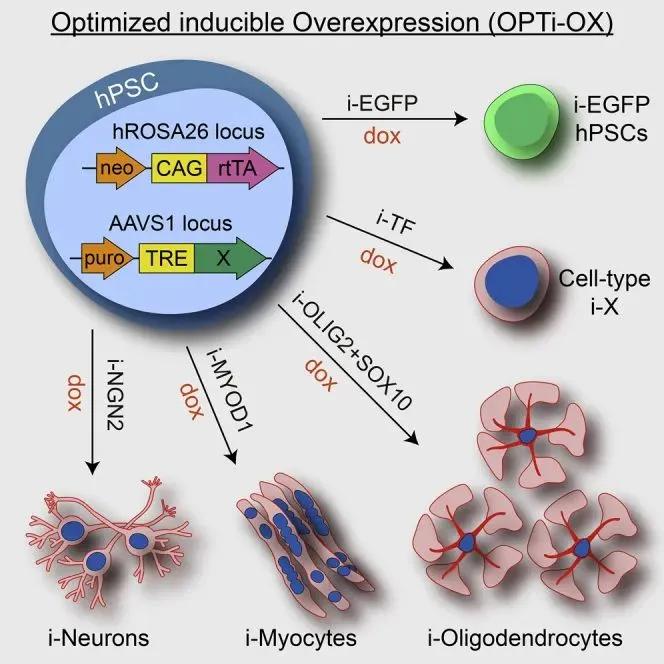 "Like software programming" directed differentiation of cells ...