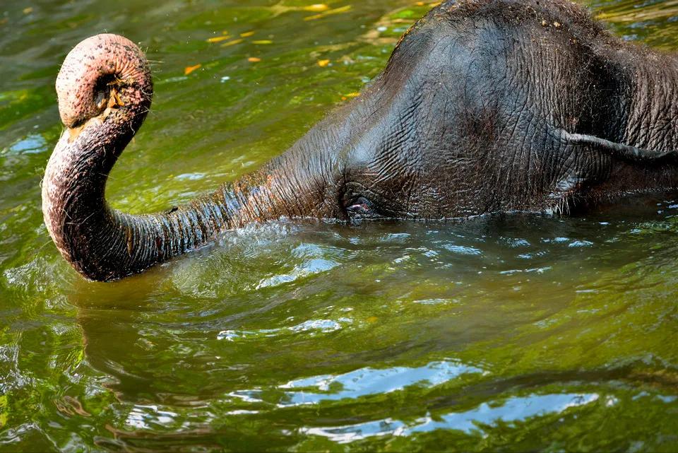 Mystery 6 - The truth about the Loch Ness monster, the lie of the ...