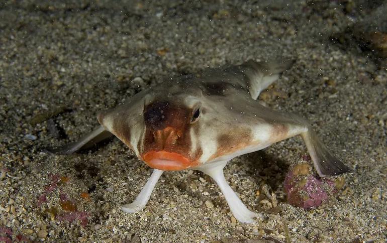 The real "flaming red lips", the red-lipped batfish born with lipstick ...