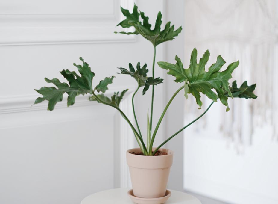 The spring feathers that are easier to grow than monstera, do these ...