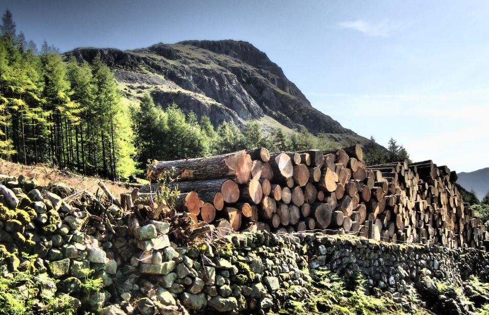 Why did the timber trade become a hub between medieval England and the ...