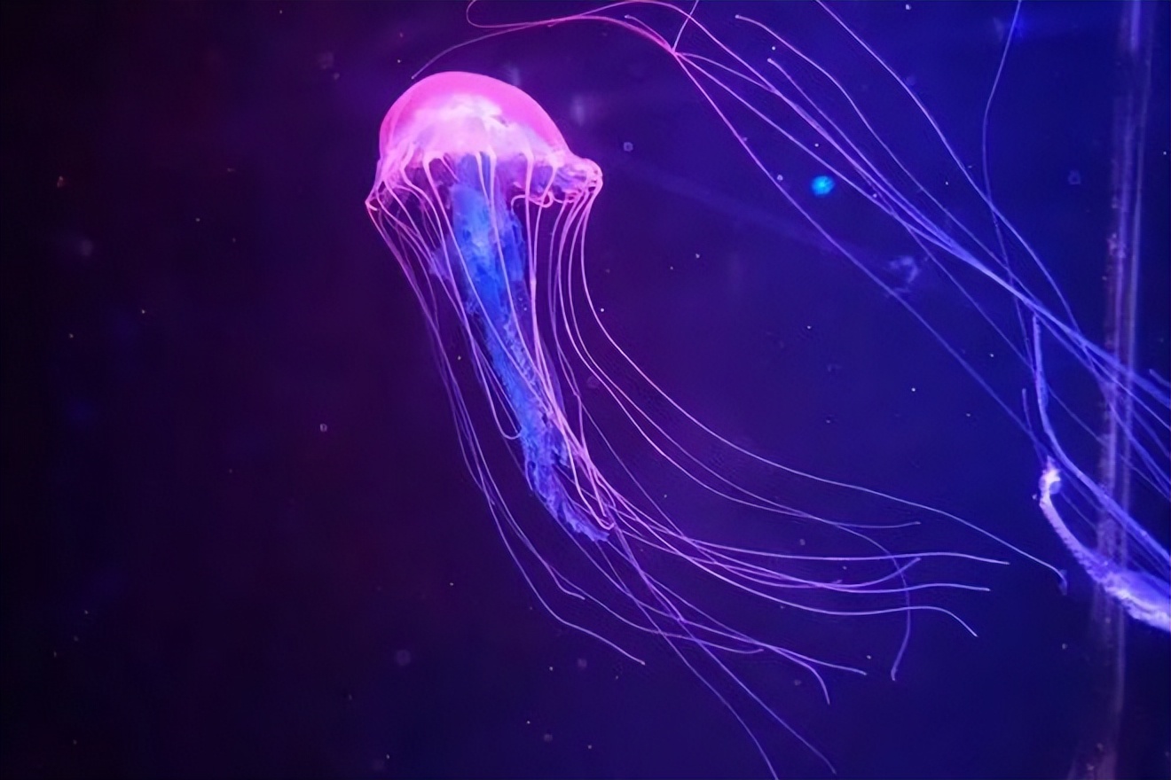 Amazing Nature: What is the world's oldest living creature? - iNEWS