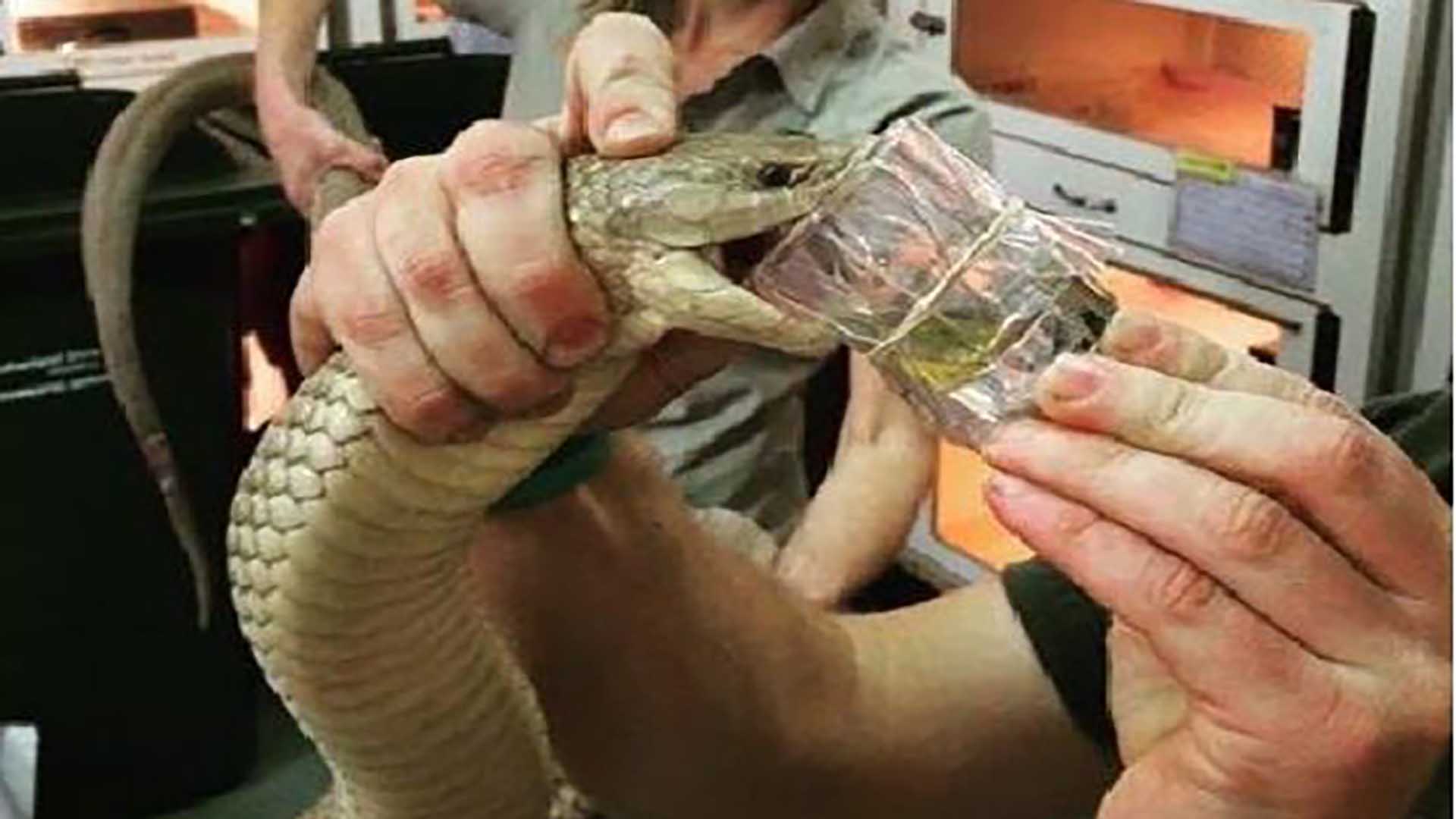 Why is the five-step snake more feared than the king cobra?Man almost ...