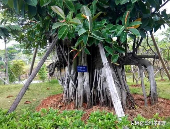 The UHPLC-ESI method can be used to study the banyan tree species, and ...
