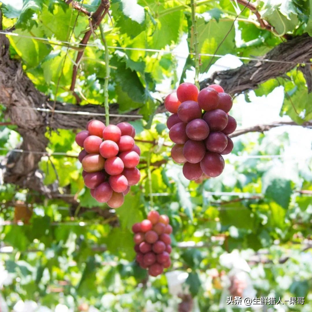 Queen Nina, romantic ruby, romantic red grape, who is the real king - iNEWS