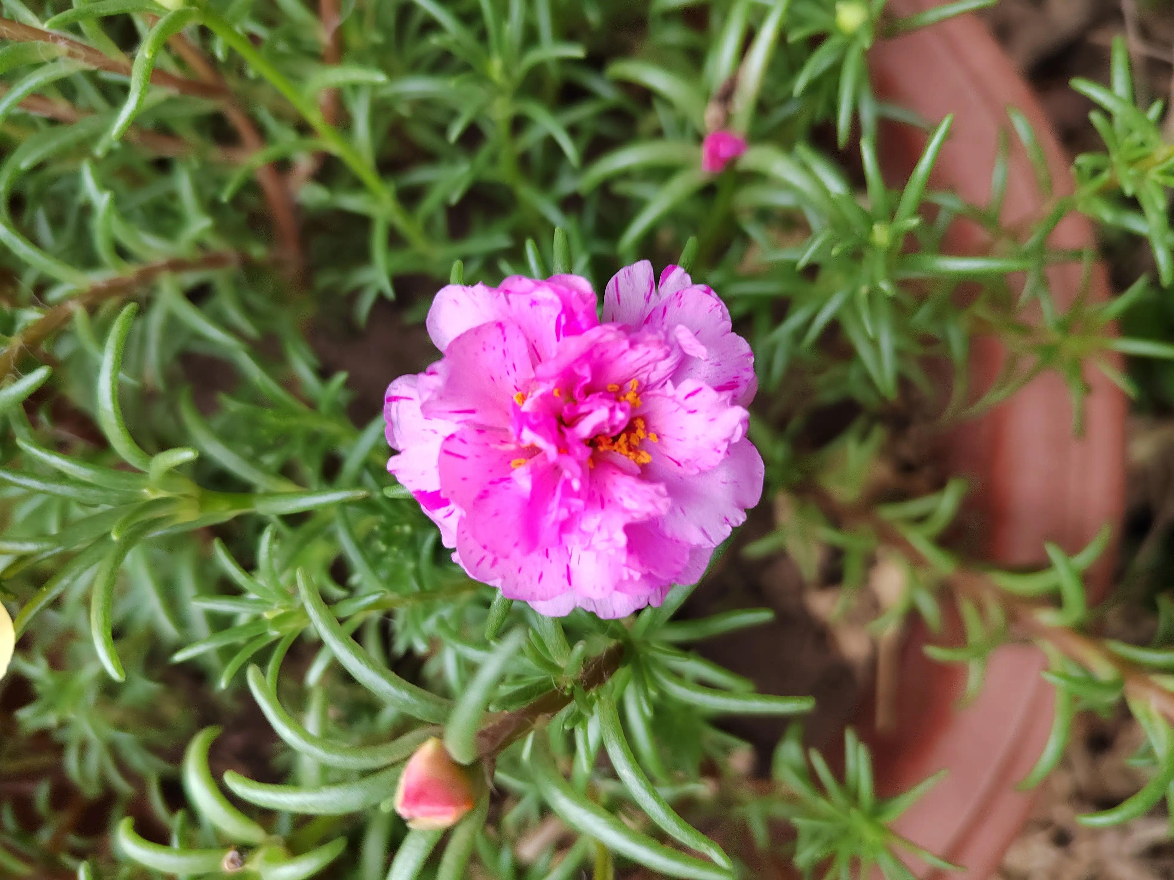 pink sunflower - iNEWS