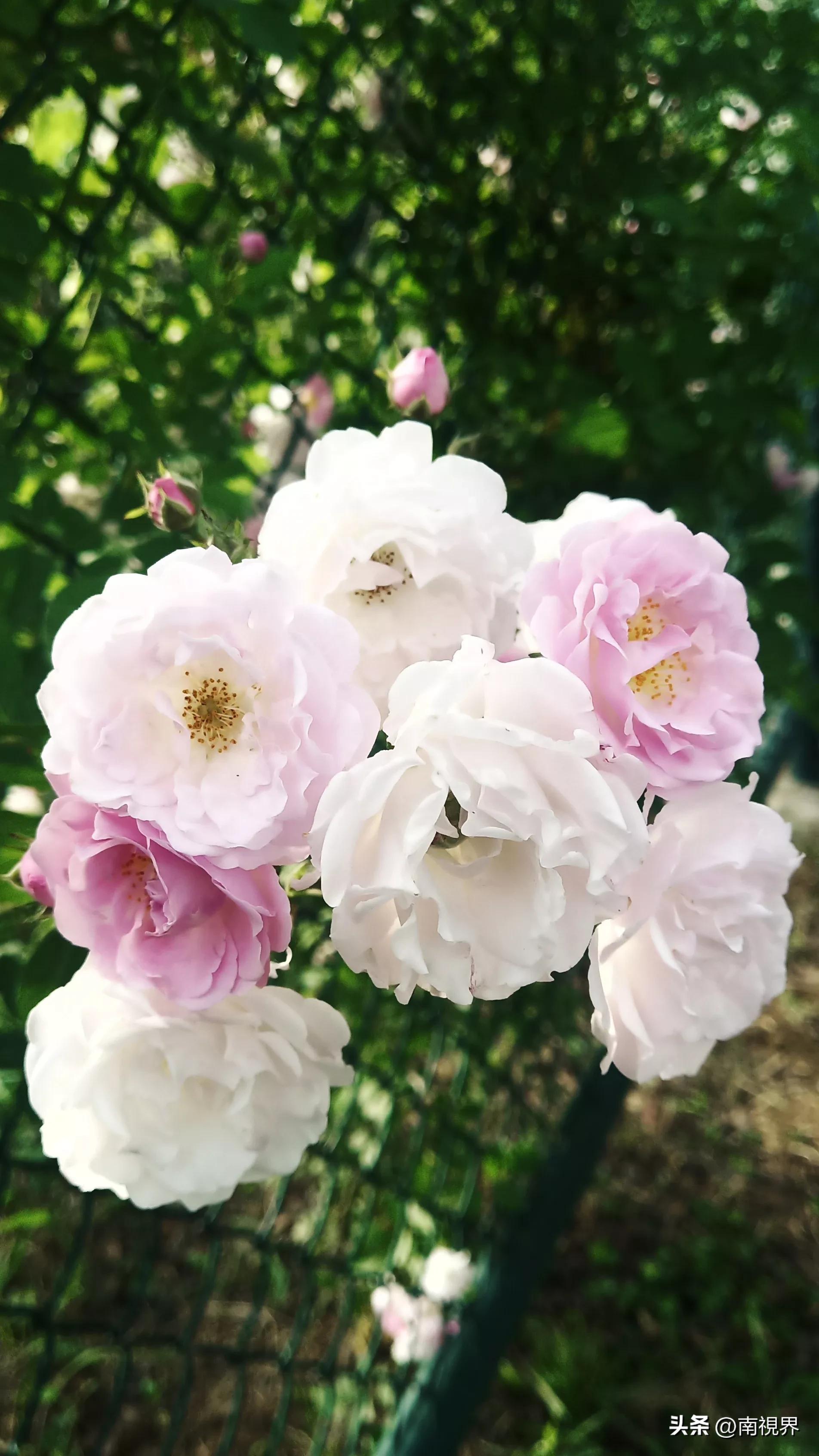 Roses in May - iNEWS