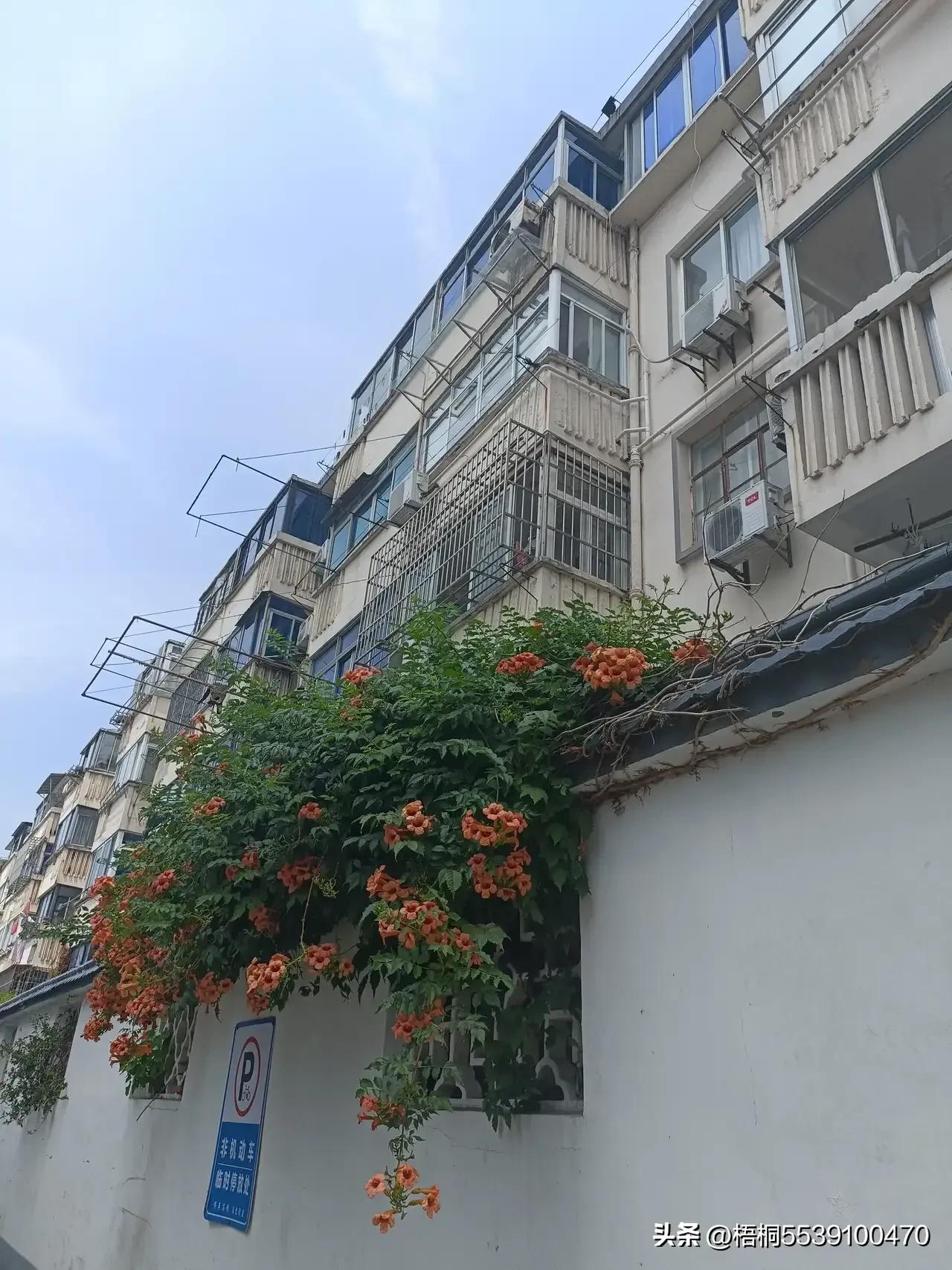 Beautiful Ling Xiao Blossom Season - iMedia