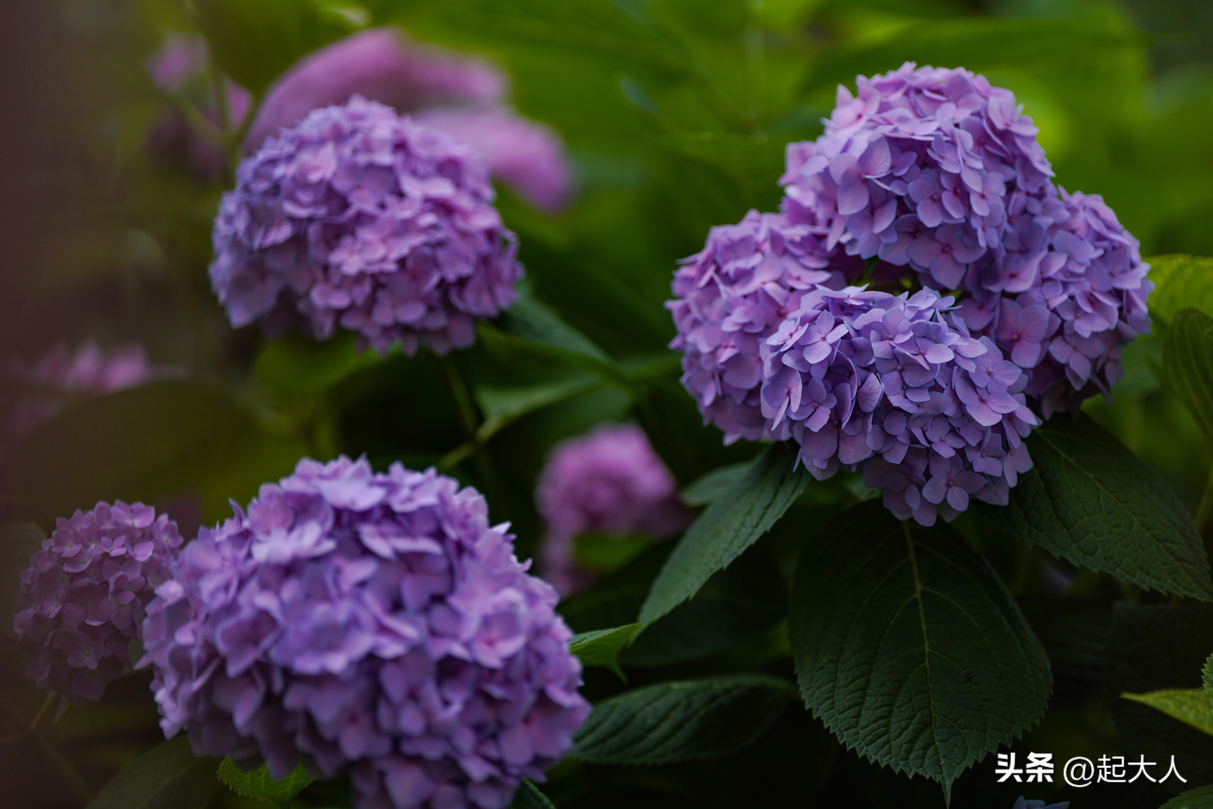 The hydrangea sea in Taoranting Park is "picturesque" - iNEWS