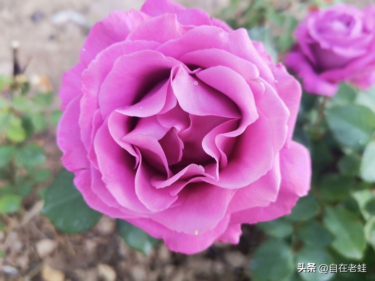 Classic Daily Lesson: Money is like dung, God closes a door for you and ...