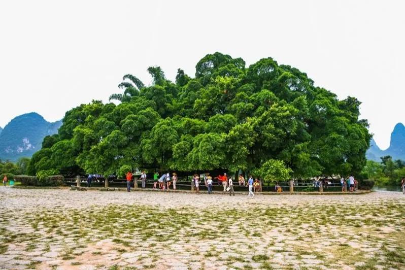 How powerful is the banyan tree that strangles everything and forms its ...
