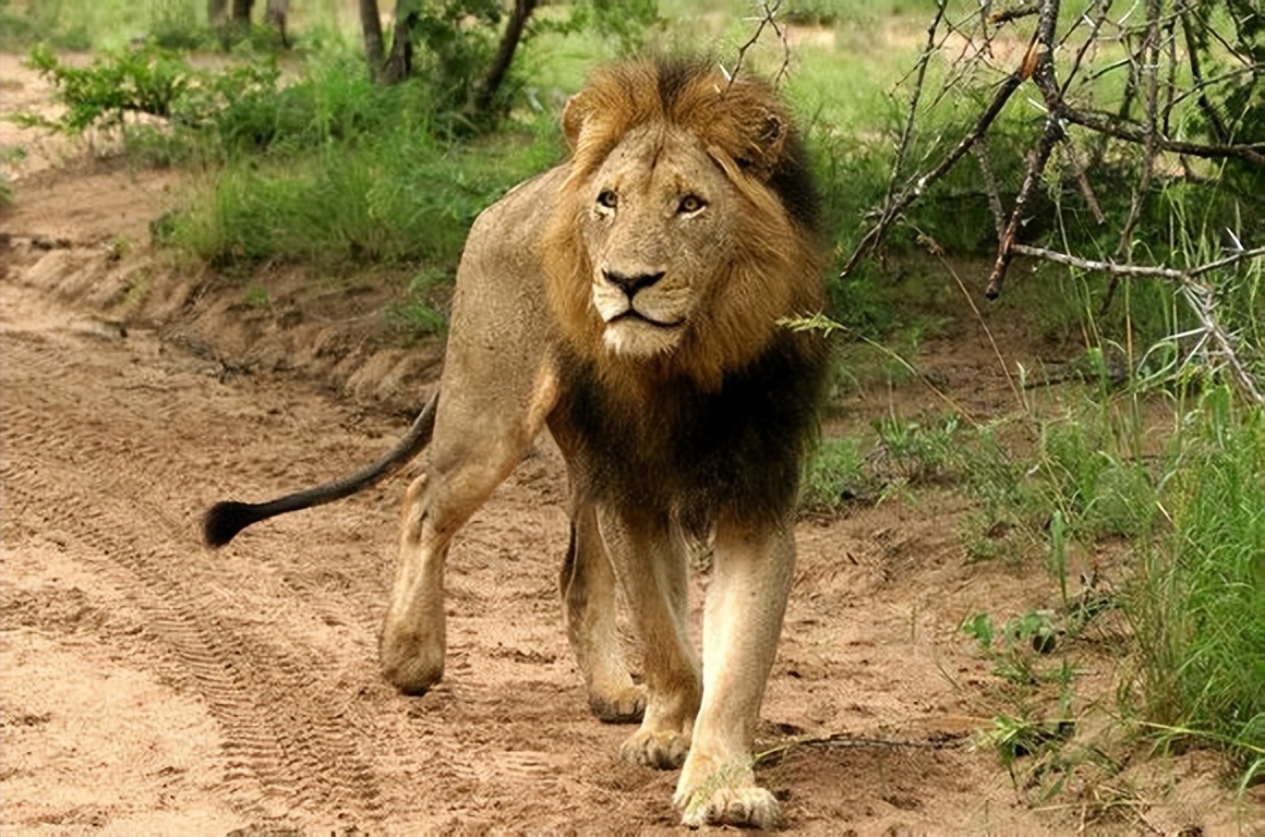 Legendary Lion King - Nglalaric - iNEWS