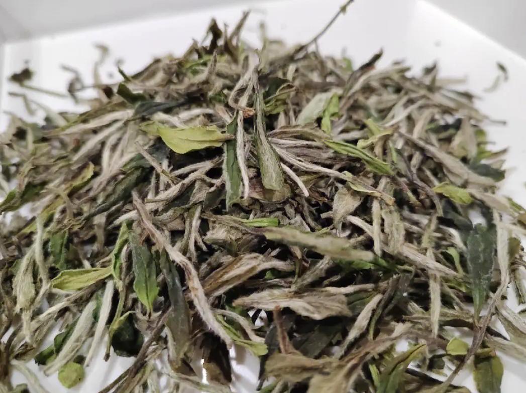 Beginner's Guide to Drinking Tea [White Peony] - iMedia