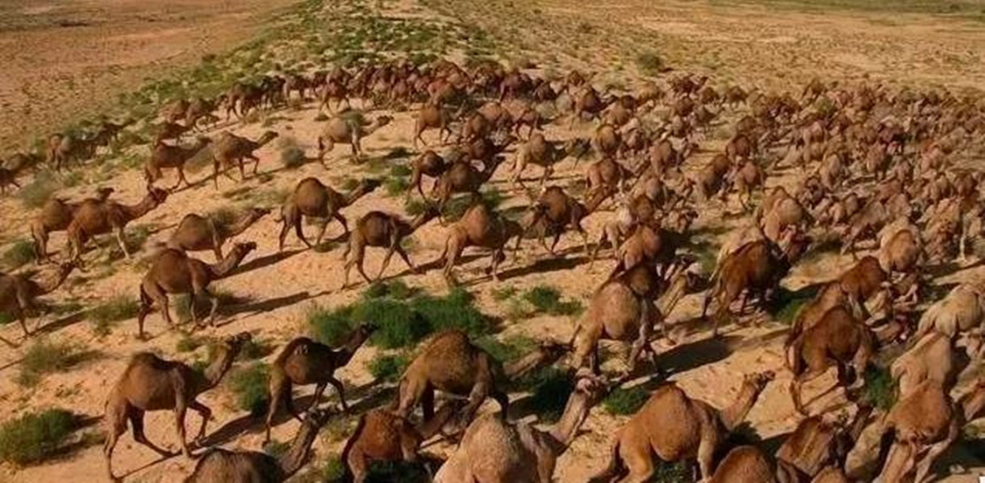 In order to eliminate camels, Australia has planted "spies" to fly ...