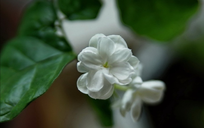 What a beautiful jasmine, fifteen of the most beautiful jasmine poems ...