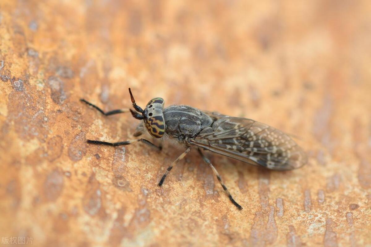 What is a Gadfly? Why can't the gadfly's nest be pinched? The fastest ...