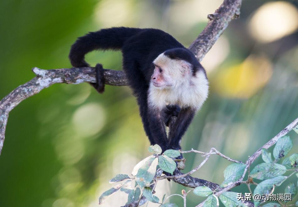 Species Encyclopedia: White-faced Capuchin Monkey - iNEWS