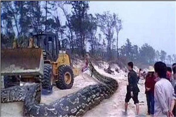 Is it credible to excavate a sleeping giant python from the ancient ...