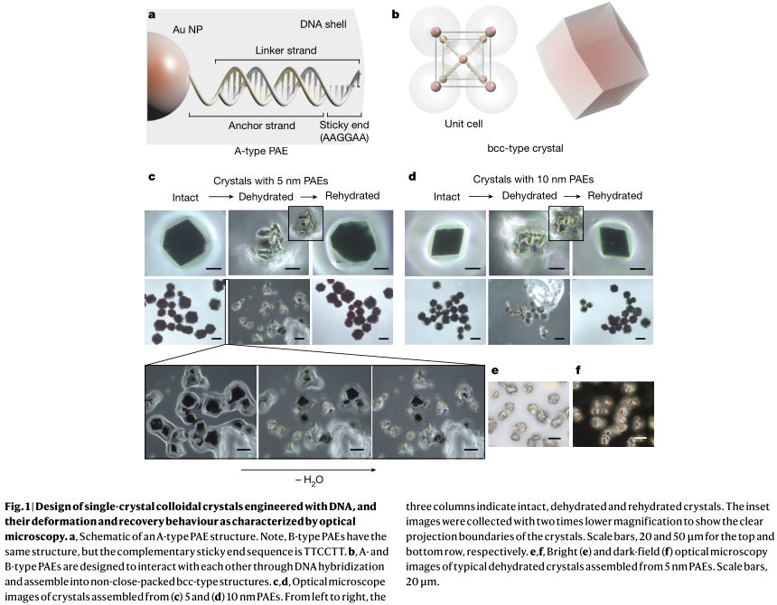 Shape memory of adaptive colloidal crystals - iNEWS