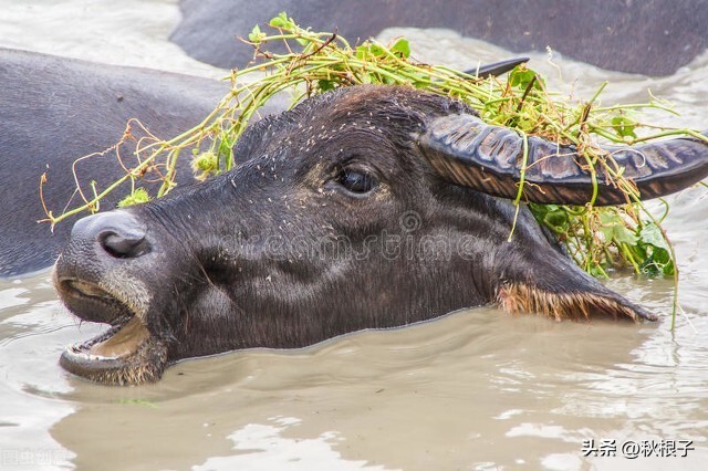 The original "The Legend of the Cowherd and the Weaver Girl" - iNEWS