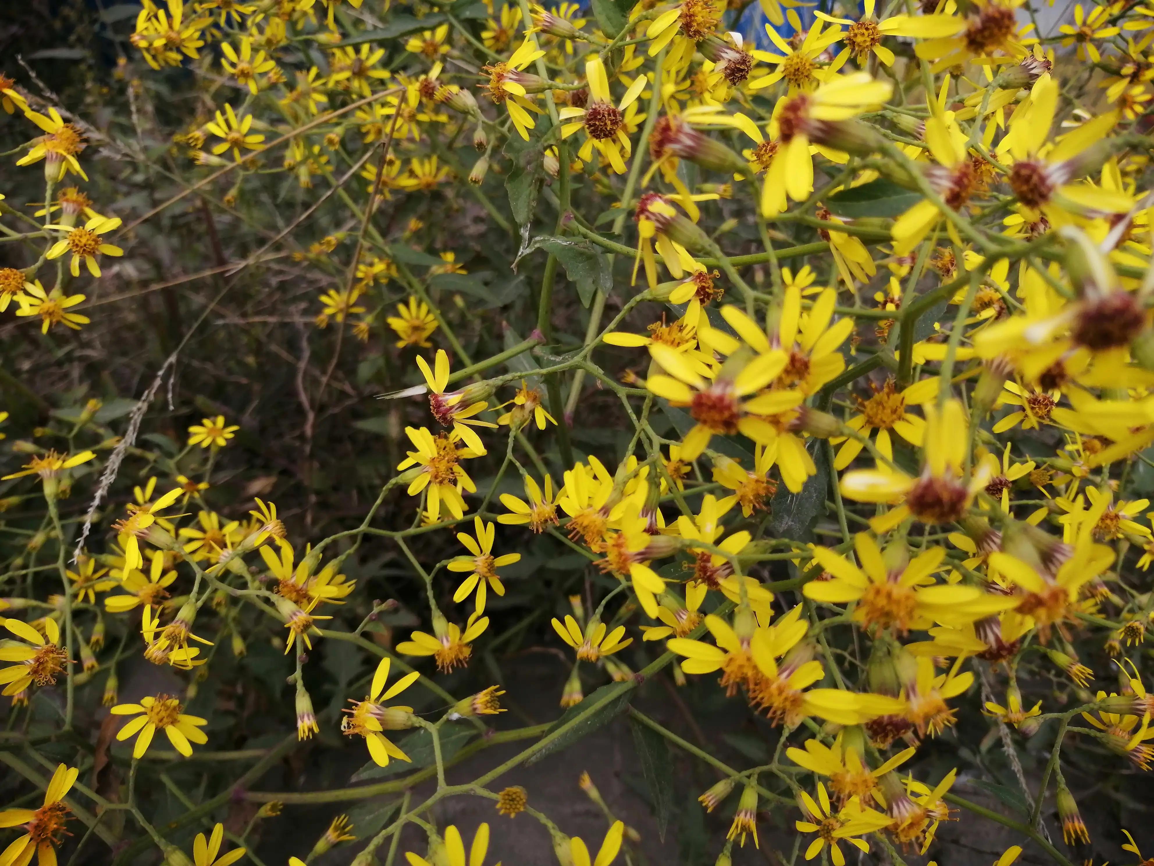 Five Wonders Frostfall (Original) - iNEWS