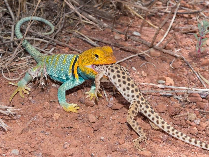 33 photos of strange creatures: In the middle of the night, a scarred ...