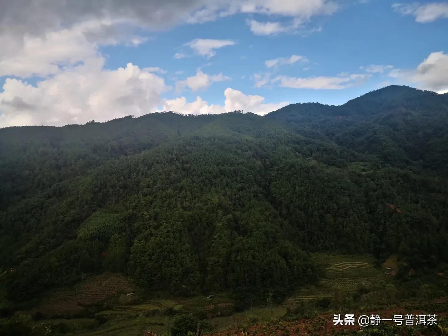 Yiwu Yao District Township Bayiqing Ancient Tree Tea - iNEWS