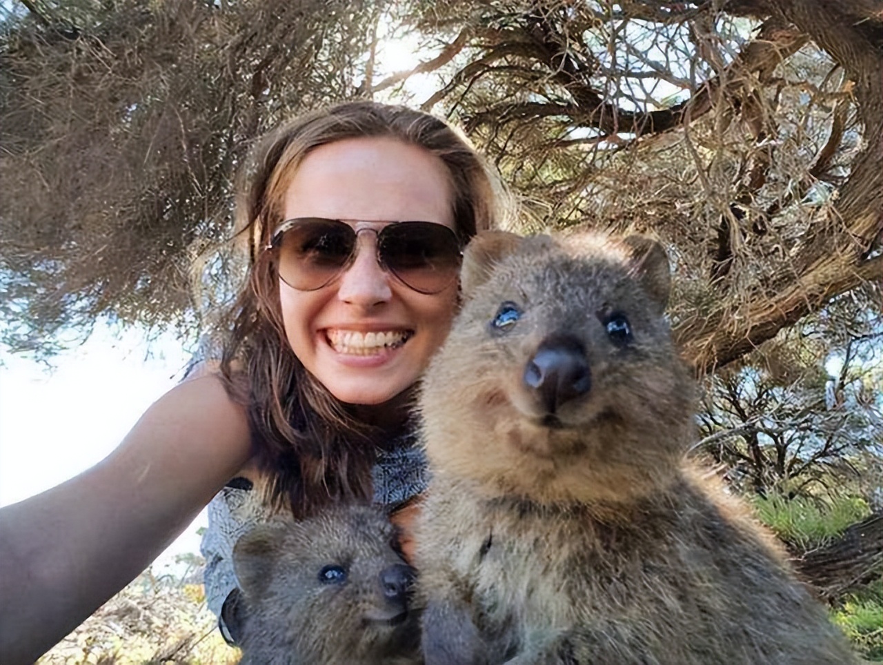 Quokka with a smile - iNEWS