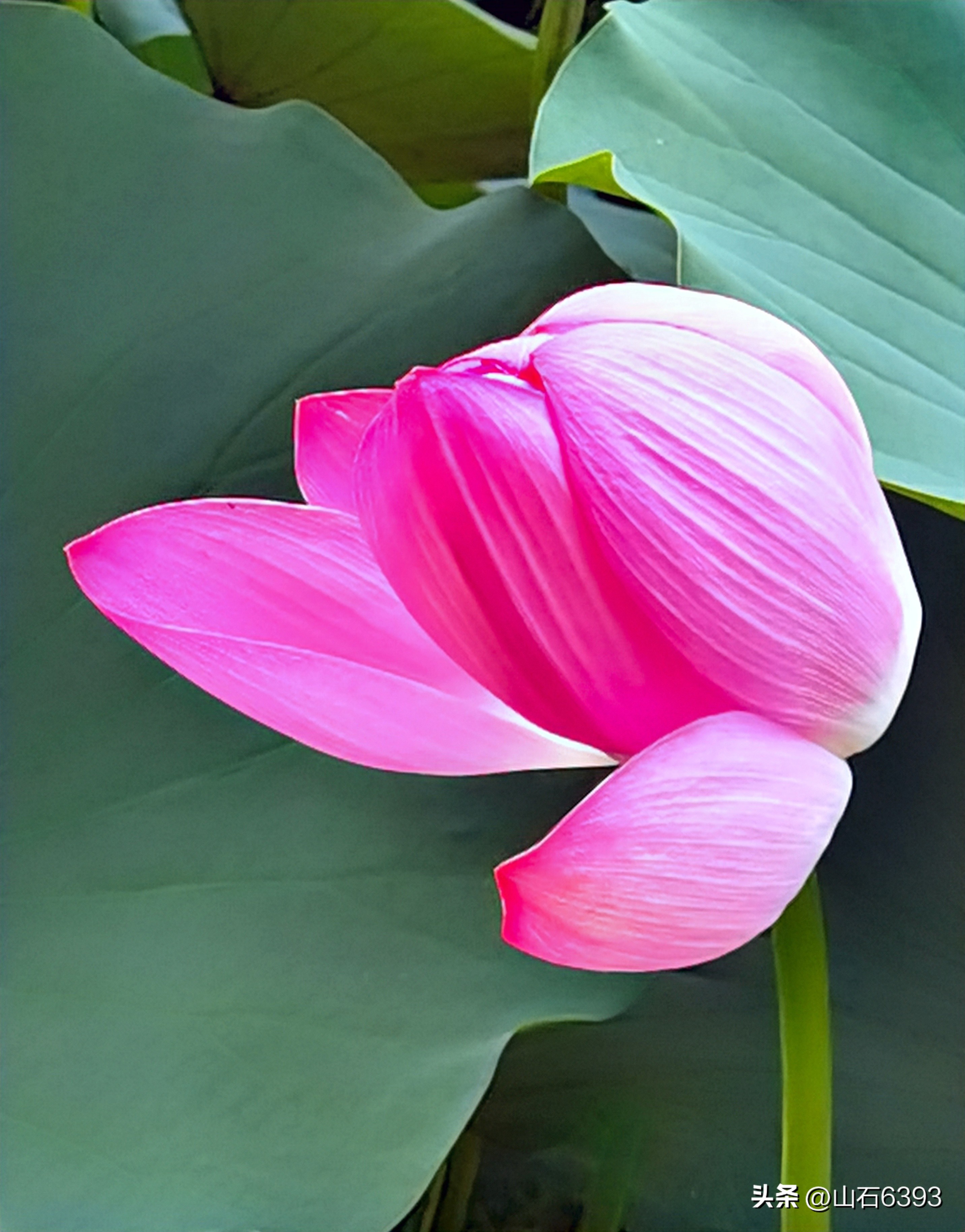 "Ode to the Lotus" Series 16: "Pingdu Xiaojiangnan" ~ "Lotus Full of ...