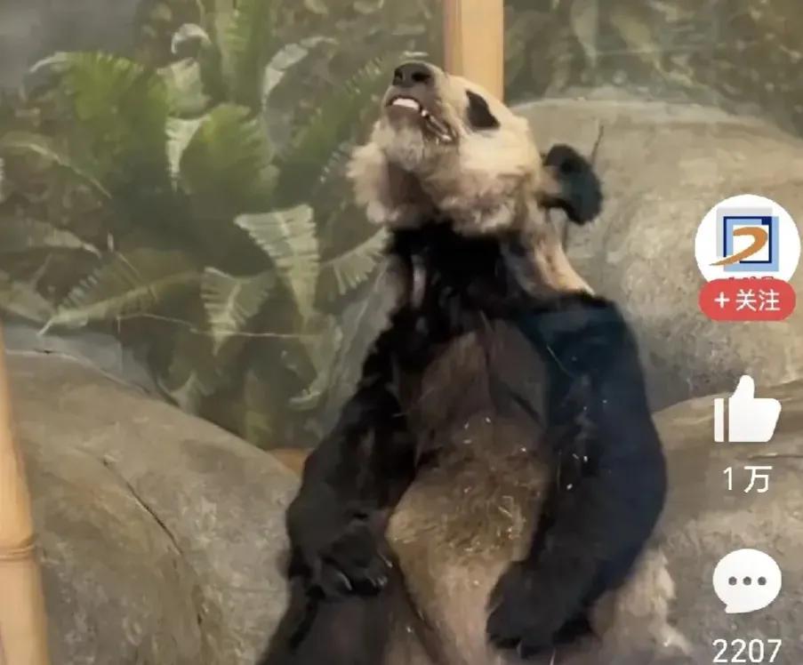 The panda Fu Wan was neglected because of her birth disability. She was ...