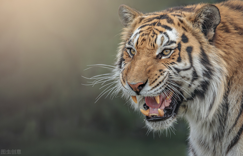 How terrible is a tiger after eating a human?Legendary hunter said: Man ...